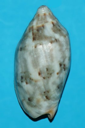 shellauction.net :: Cymbiola rutila - 3690767