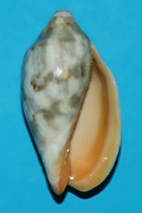 shellauction.net :: Cymbiola rutila - 3690767