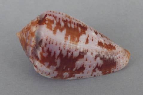 shellauction.net :: Conus ermineus - 3690774