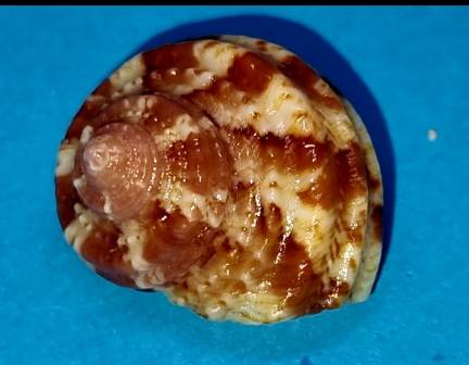 shellauction.net :: Turbo gruneri - 3690804