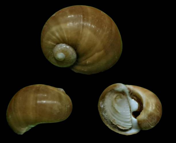 shellauction.net :: Naticarius orientalis - 3690841