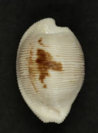 shellauction.net :: Cypraea capensis cineracea - 3690876