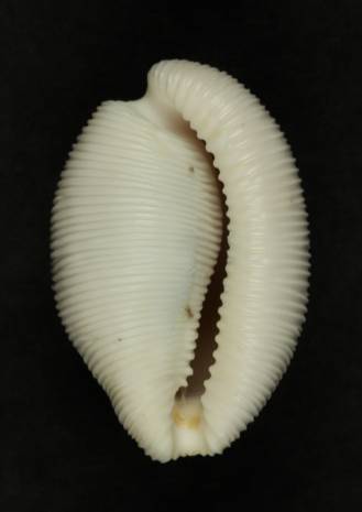 shellauction.net :: Cypraea capensis cineracea - 3690876