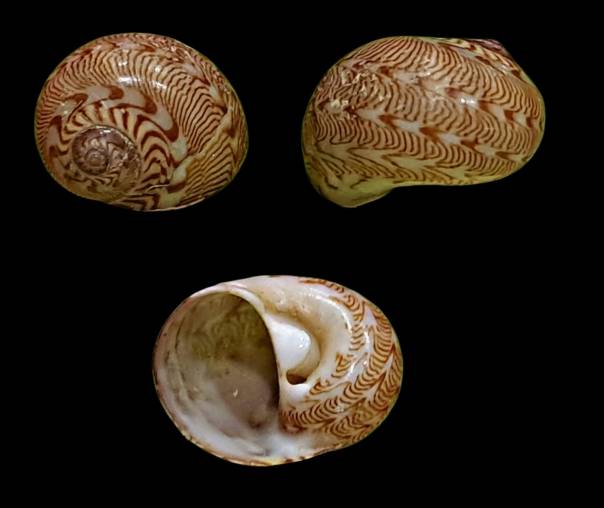 shellauction.net :: Tanea tenuipicta - 3690903