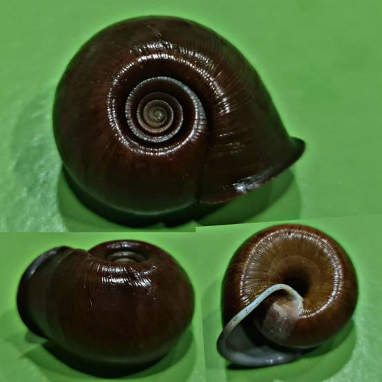 shellauction.net :: Chloritis liei - 3690945