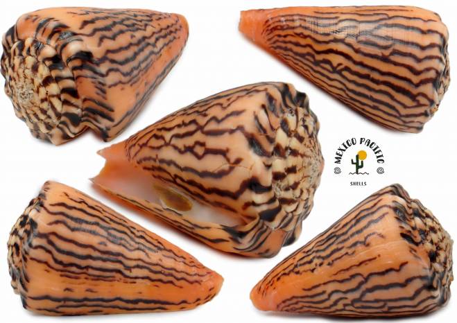 shellauction.net :: Conus princeps - 3690950