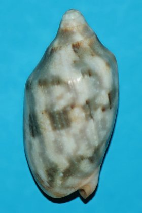 shellauction.net :: Cymbiola rutila - 3691011