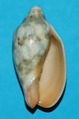 shellauction.net :: Cymbiola rutila - 3691011