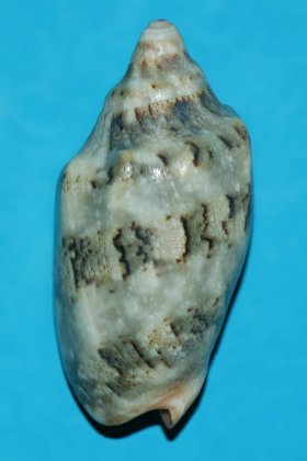 shellauction.net :: Cymbiola rutila - 3691012