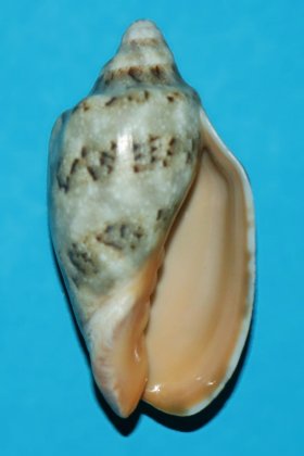 shellauction.net :: Cymbiola rutila - 3691012