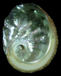 shellauction.net :: Haliotis ovina ovina - 3691066