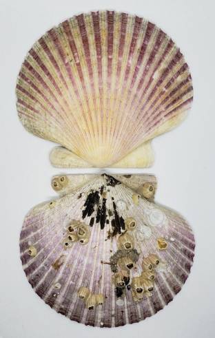 shellauction.net :: Argopecten purpuratus - 3691072