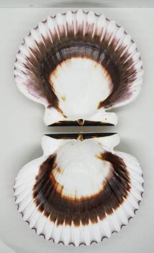 shellauction.net :: Argopecten purpuratus - 3691072