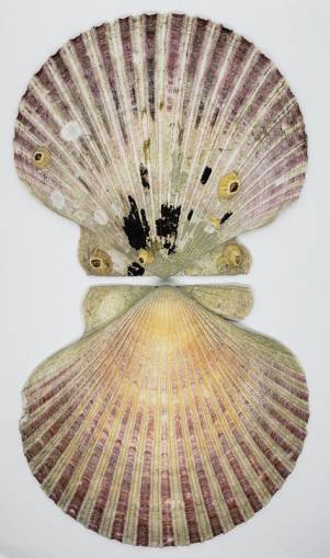 shellauction.net :: Argopecten purpuratus - 3691116