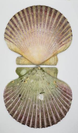 shellauction.net :: Argopecten purpuratus - 3691118