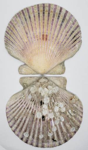 shellauction.net :: Argopecten purpuratus - 3691121