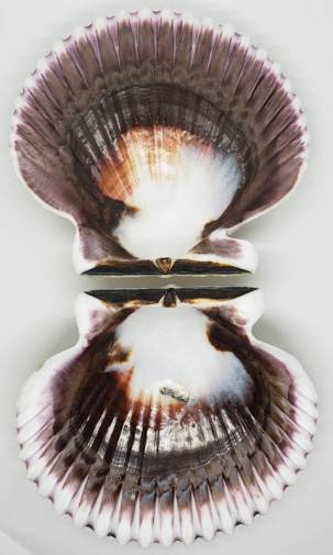 shellauction.net :: Argopecten purpuratus - 3691121