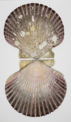 shellauction.net :: Argopecten purpuratus - 3691122