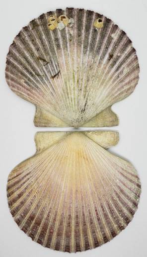 shellauction.net :: Argopecten purpuratus - 3691132