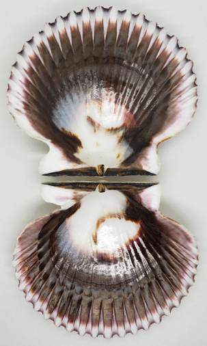 shellauction.net :: Argopecten purpuratus - 3691132