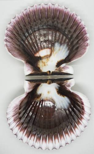 shellauction.net :: Argopecten purpuratus - 3691133