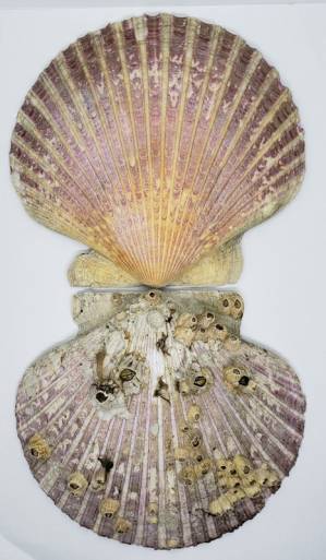 shellauction.net :: Argopecten purpuratus - 3691134