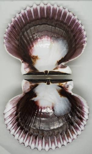 shellauction.net :: Argopecten purpuratus - 3691134