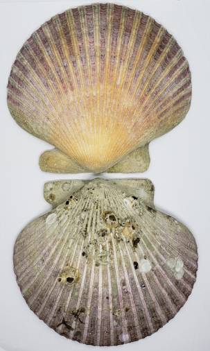 shellauction.net :: Argopecten purpuratus - 3691136