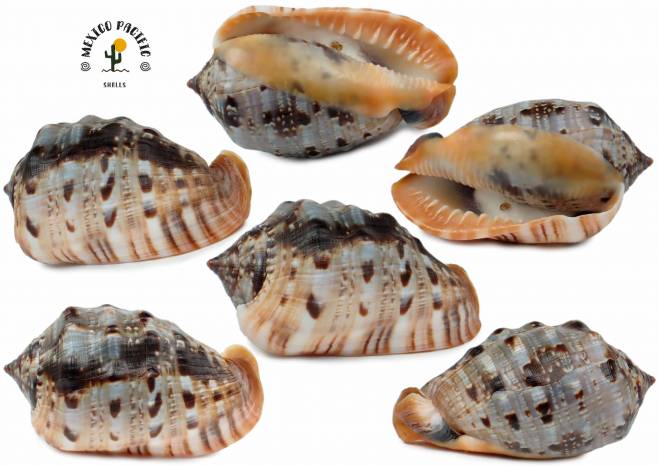 shellauction.net :: Cypraecassis coarctata - 3691142