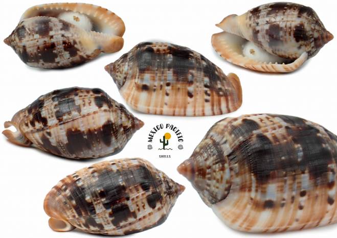 shellauction.net :: Cypraecassis coarctata - 3691143