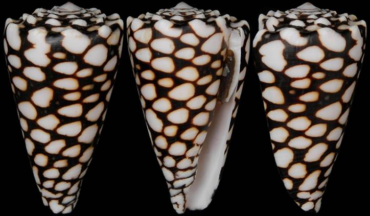 shellauction.net :: Conus marmoreus - 3691183