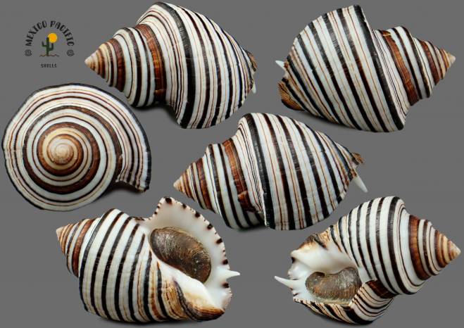 shellauction.net :: Opeatostoma pseudodon - 3691185