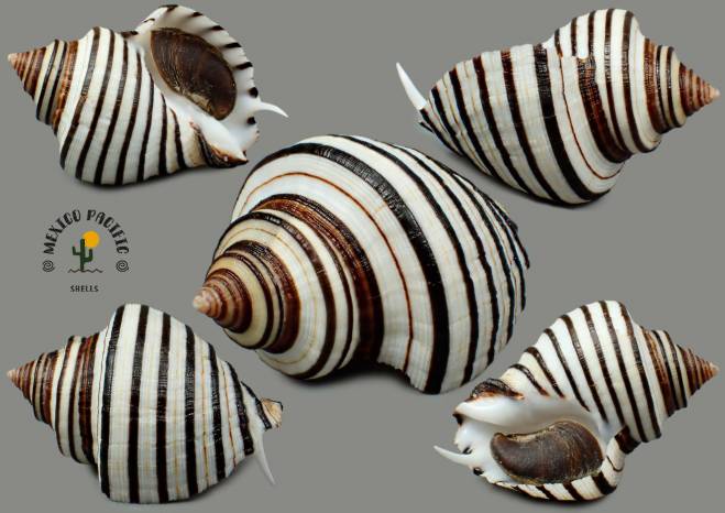 shellauction.net :: Opeatostoma pseudodon - 3691186