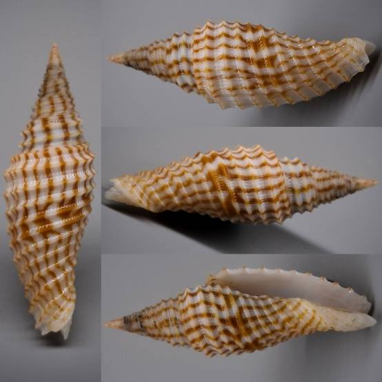 shellauction.net :: Mitra sp. - 3691194