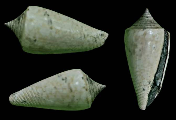 shellauction.net :: Conus sp. - 3691251