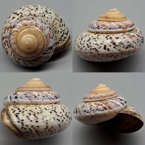 shellauction.net :: Asperitas trochus parvinsularis - 3691263