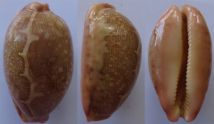 shellauction.net :: Leporicypraea mappa - 3691276