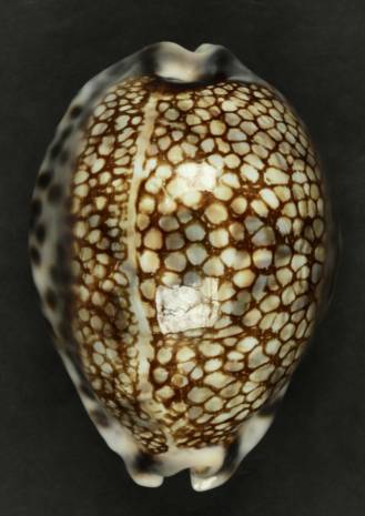 shellauction.net :: Cypraea histrio westralis - 3691302