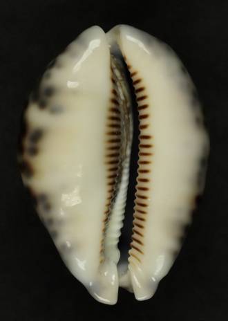 shellauction.net :: Cypraea histrio westralis - 3691302