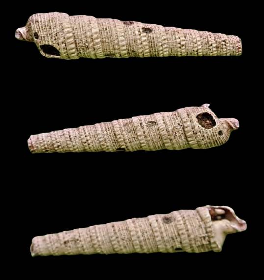 shellauction.net :: Terebra sp. - 3691311