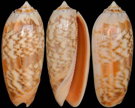 shellauction.net :: Oliva miniacea - 3691313