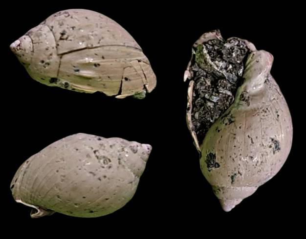 shellauction.net :: Cassis sp. - 3691354