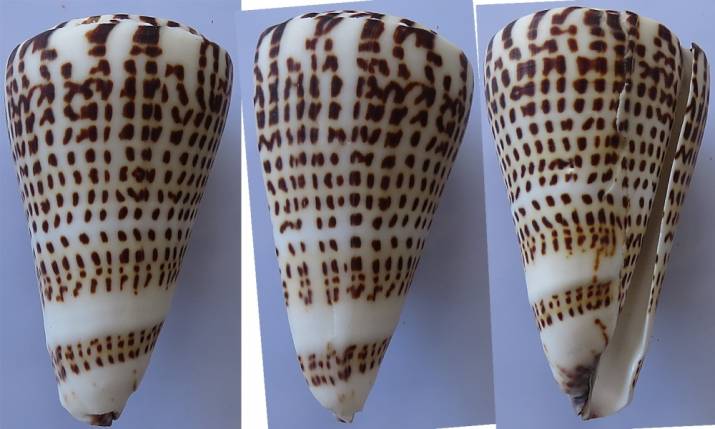 shellauction.net :: Conus litteratus - 3691355