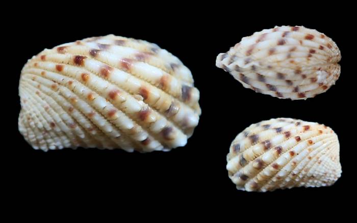 shellauction.net :: Cardita variegata - 3691357