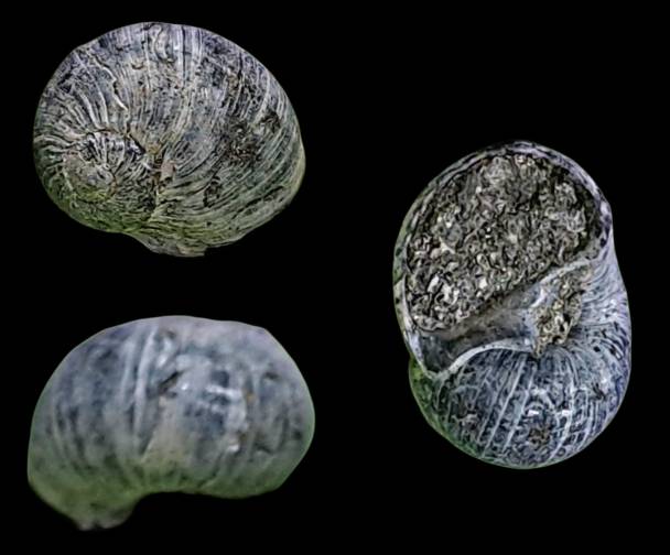 shellauction.net :: Natica sp. - 3691367