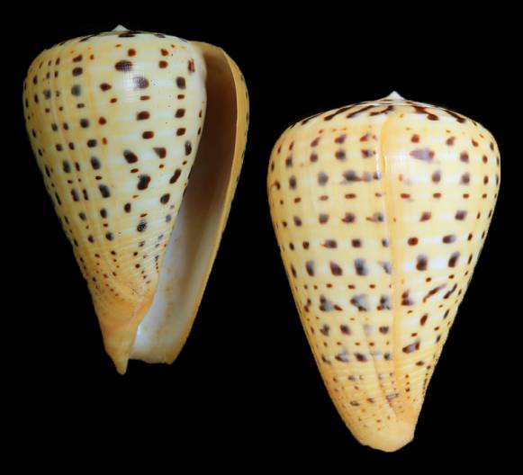 shellauction.net :: Conus betulinus - 3691402