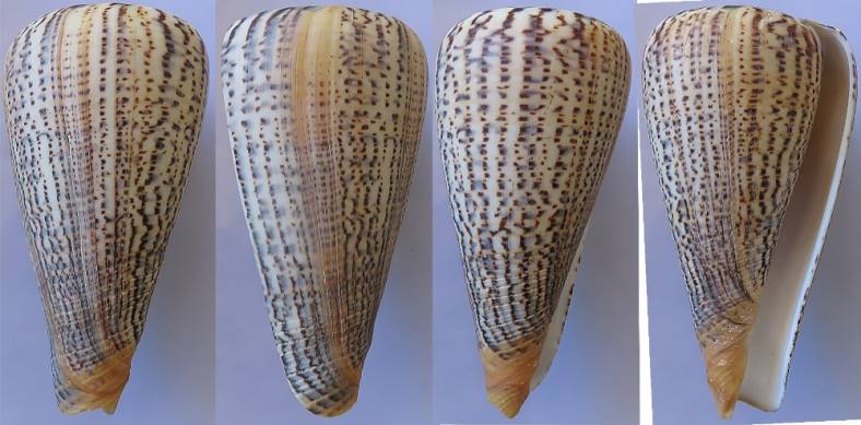 shellauction.net :: Conus suratensis - 3691416