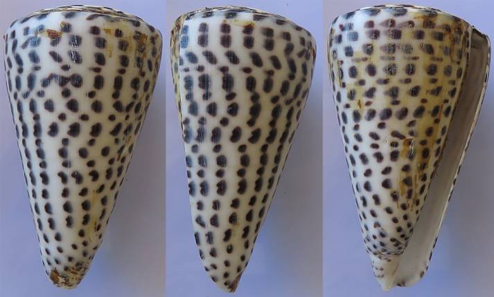 shellauction.net :: Conus leopardus - 3691430