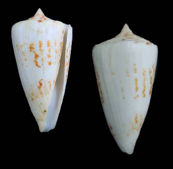 shellauction.net :: Conus eximius - 3691455