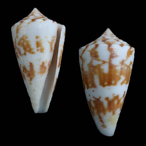 shellauction.net :: Conus eximius - 3691473